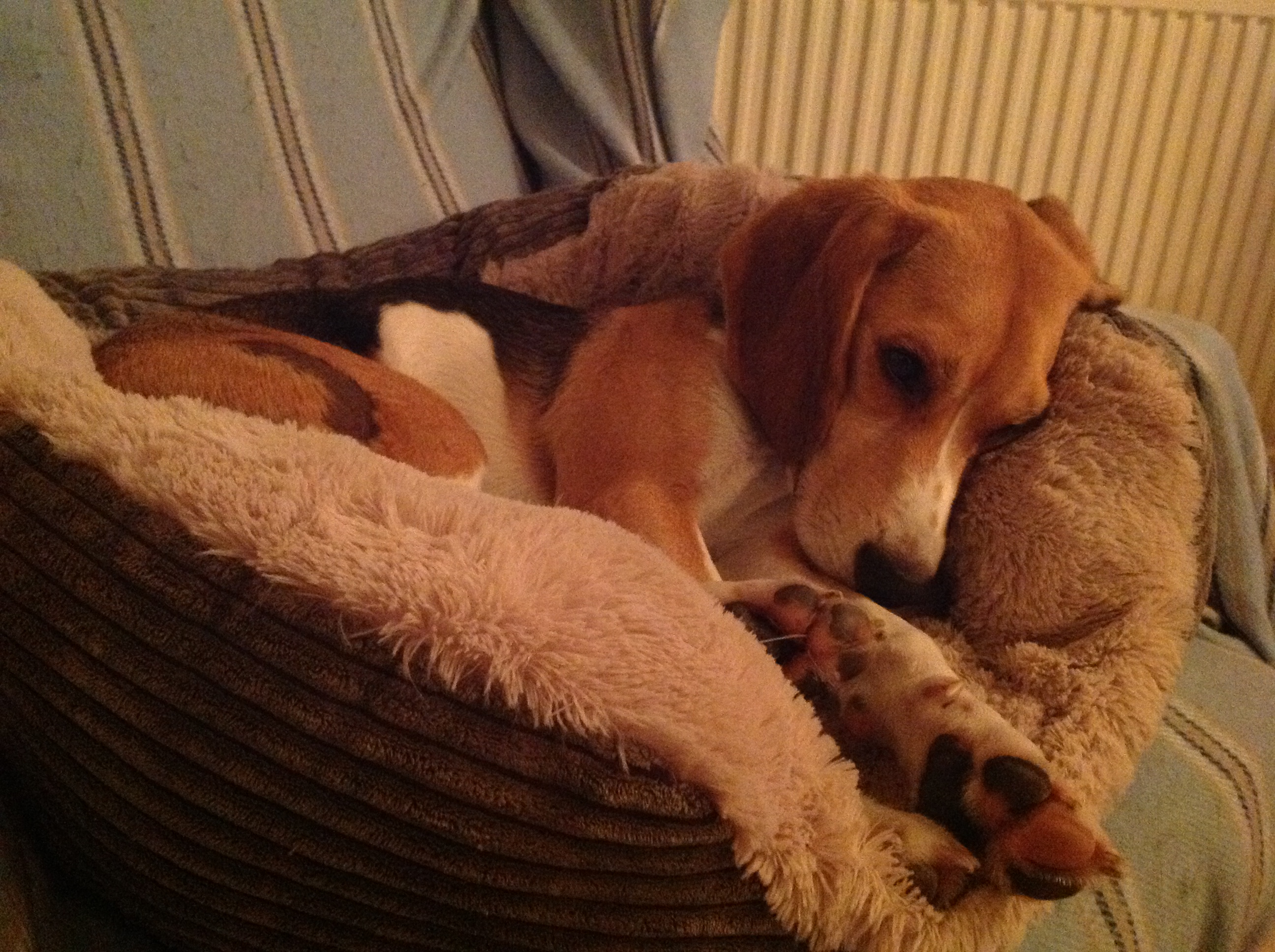 The nagging doubt – Dexter