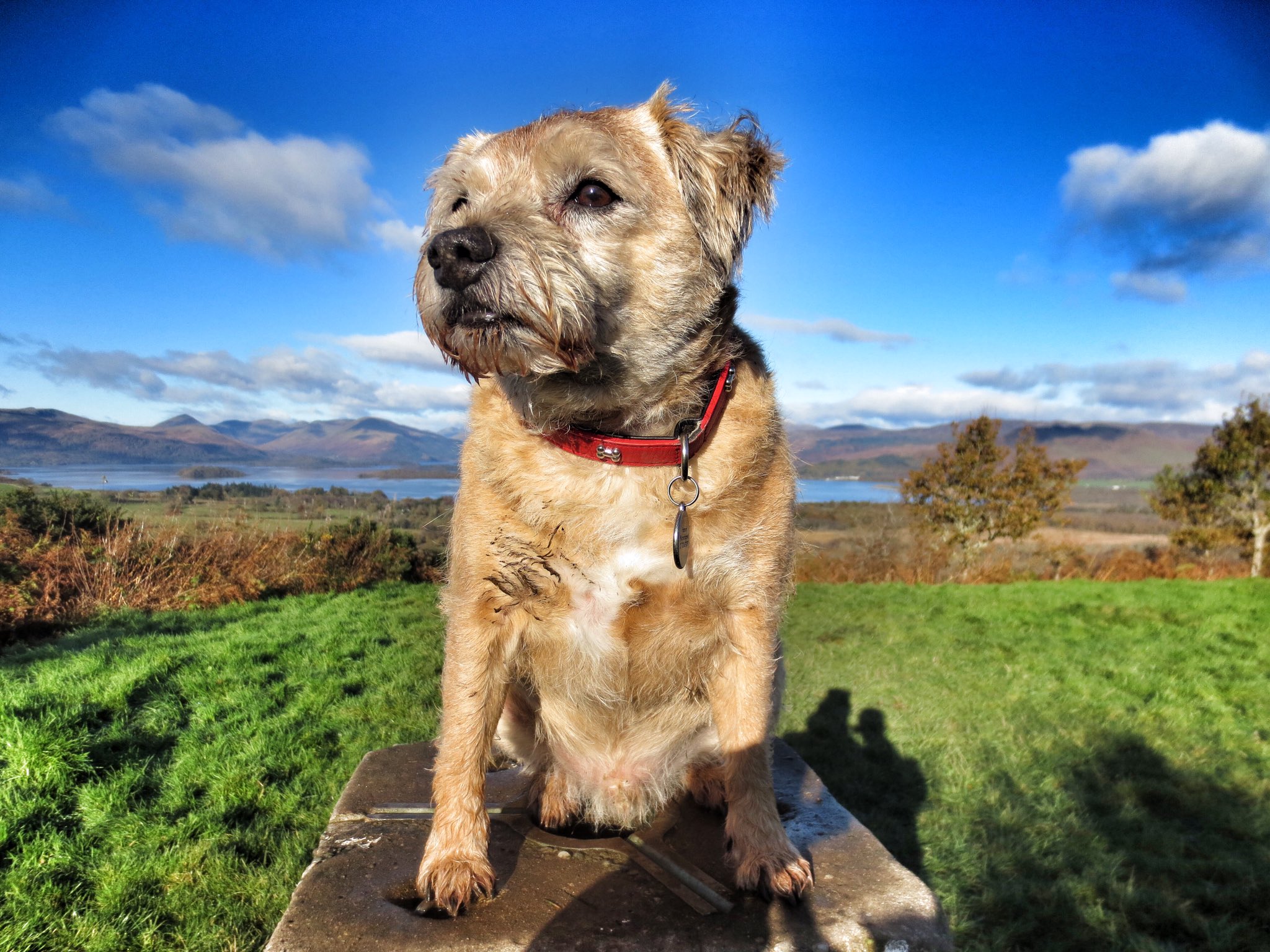 The history of Hamish – Dexter