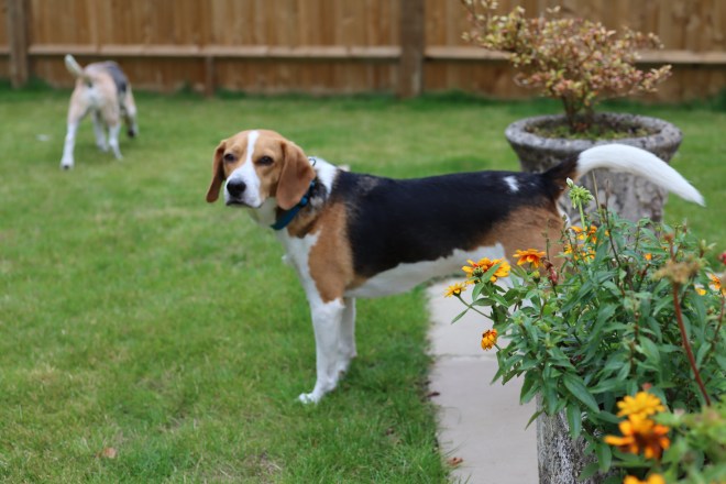 Happy Birthday Lenny – Dexter