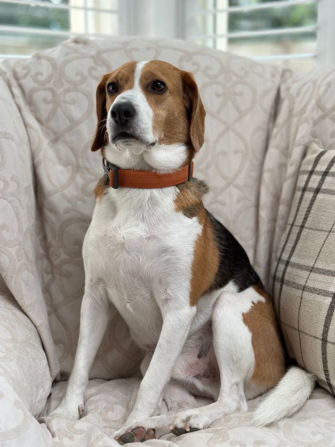 He’s five – Dexter