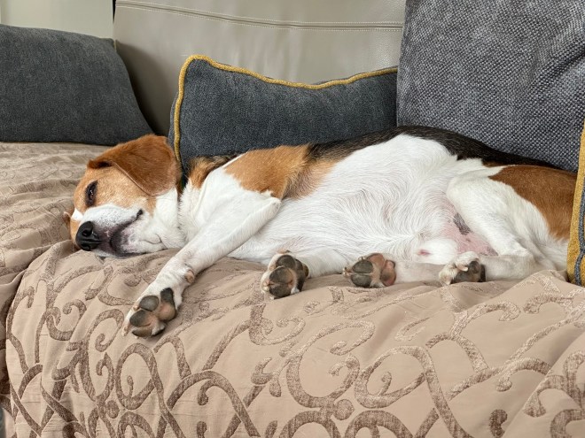 Happy birthday Lenny – Dexter