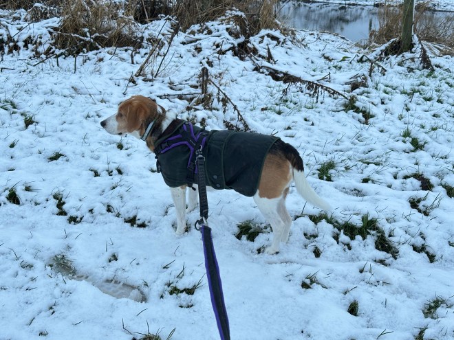 January ramblings – Dexter