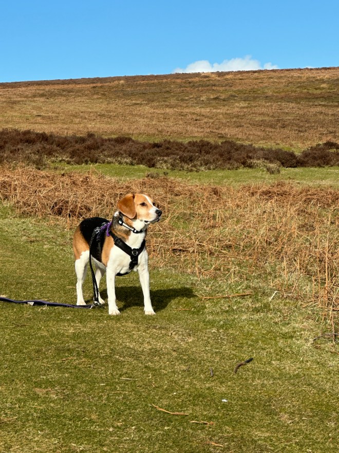 Apparently Beagle wrangling is a thing – Dexter