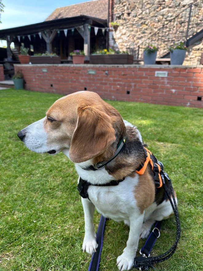 Early rambles – Dexter